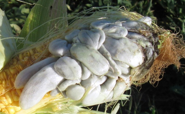 Palomitas tipo Hongo: Conoce este maíz tan especial